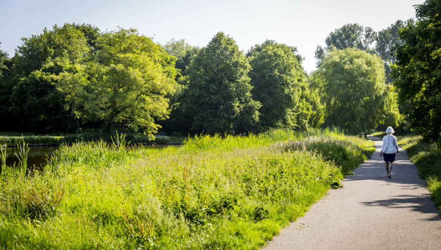 Groen en bomen - Den Haag