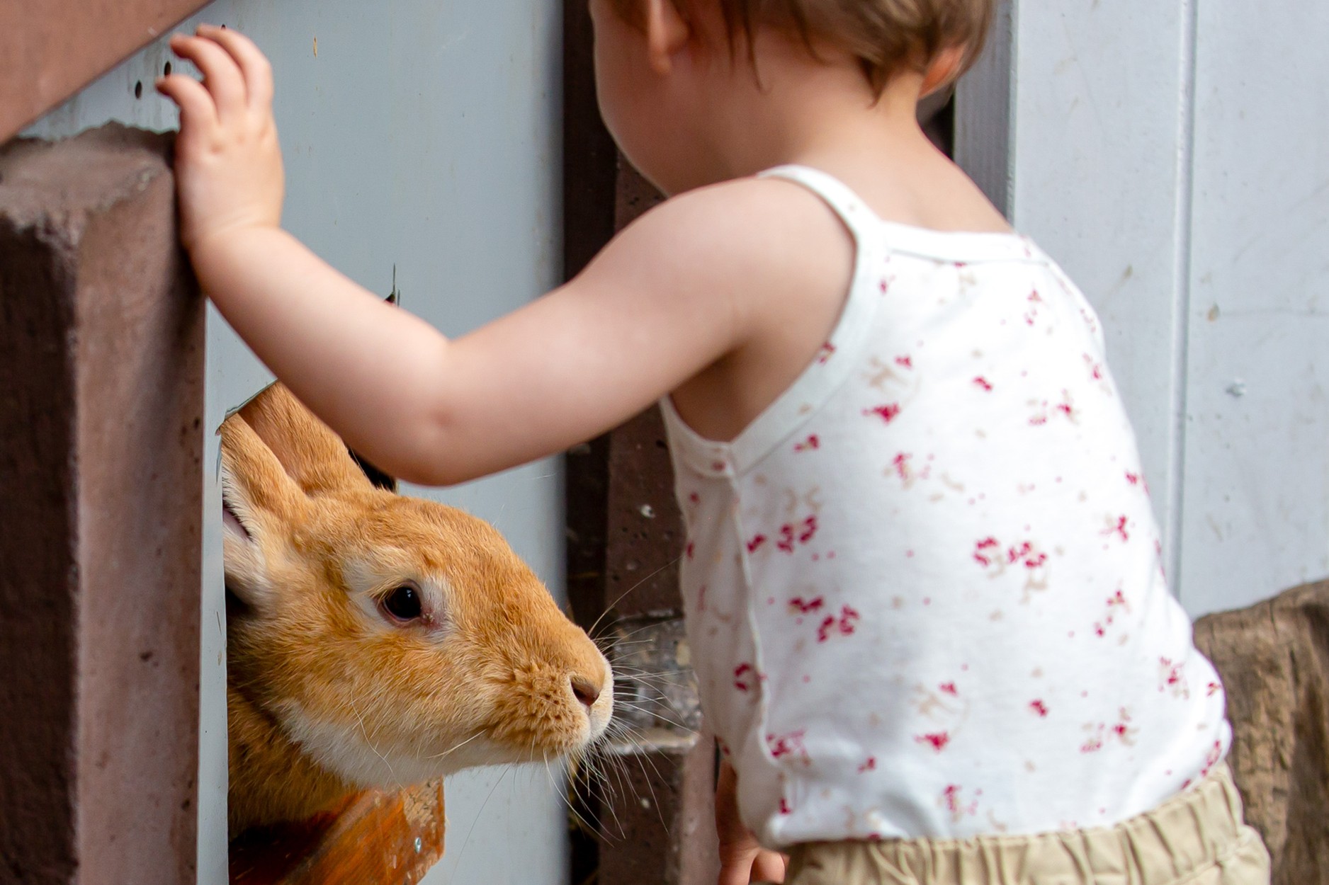 Gratis lessen over dieren verzorgen voor basisscholen - Den Haag