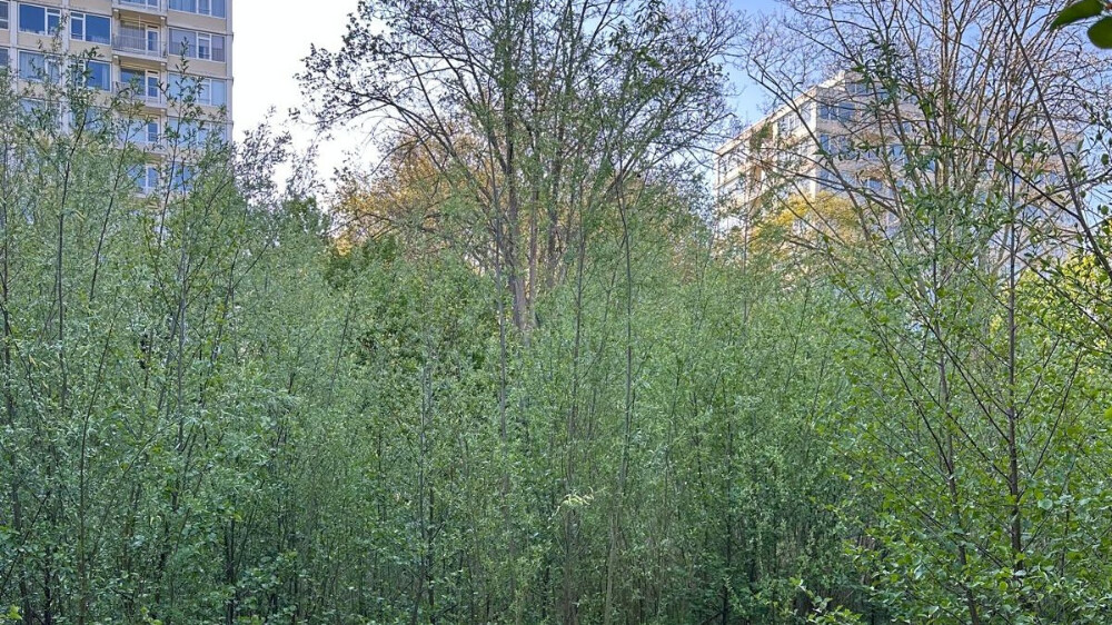 Hulp en herbouw Tarwekamp - Den Haag
